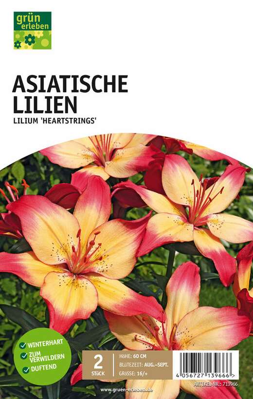 GRÜN ERLEBEN Asiatische Lilien Lilium Heartstrings 2 Stück ...